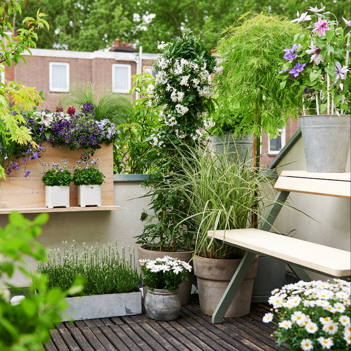 Balkon Und Beetpflanzen Schiefblatt